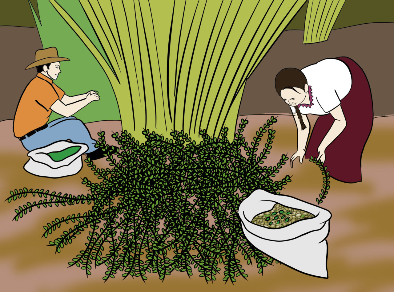 Process - Cardamom Global